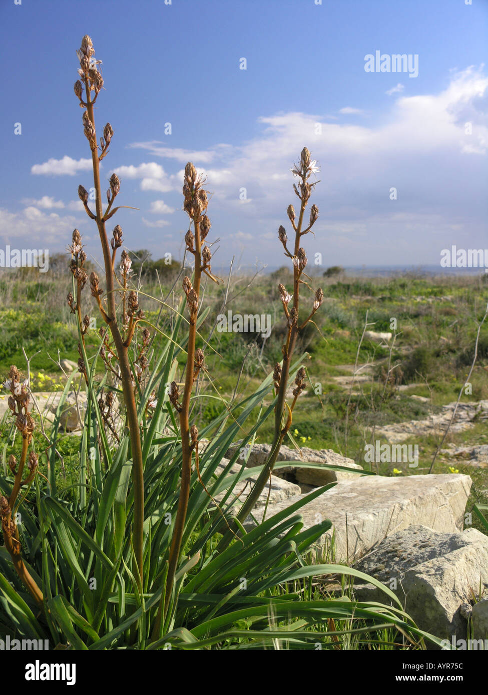 Perennial plants with tuberous roots hi-res stock photography and ...