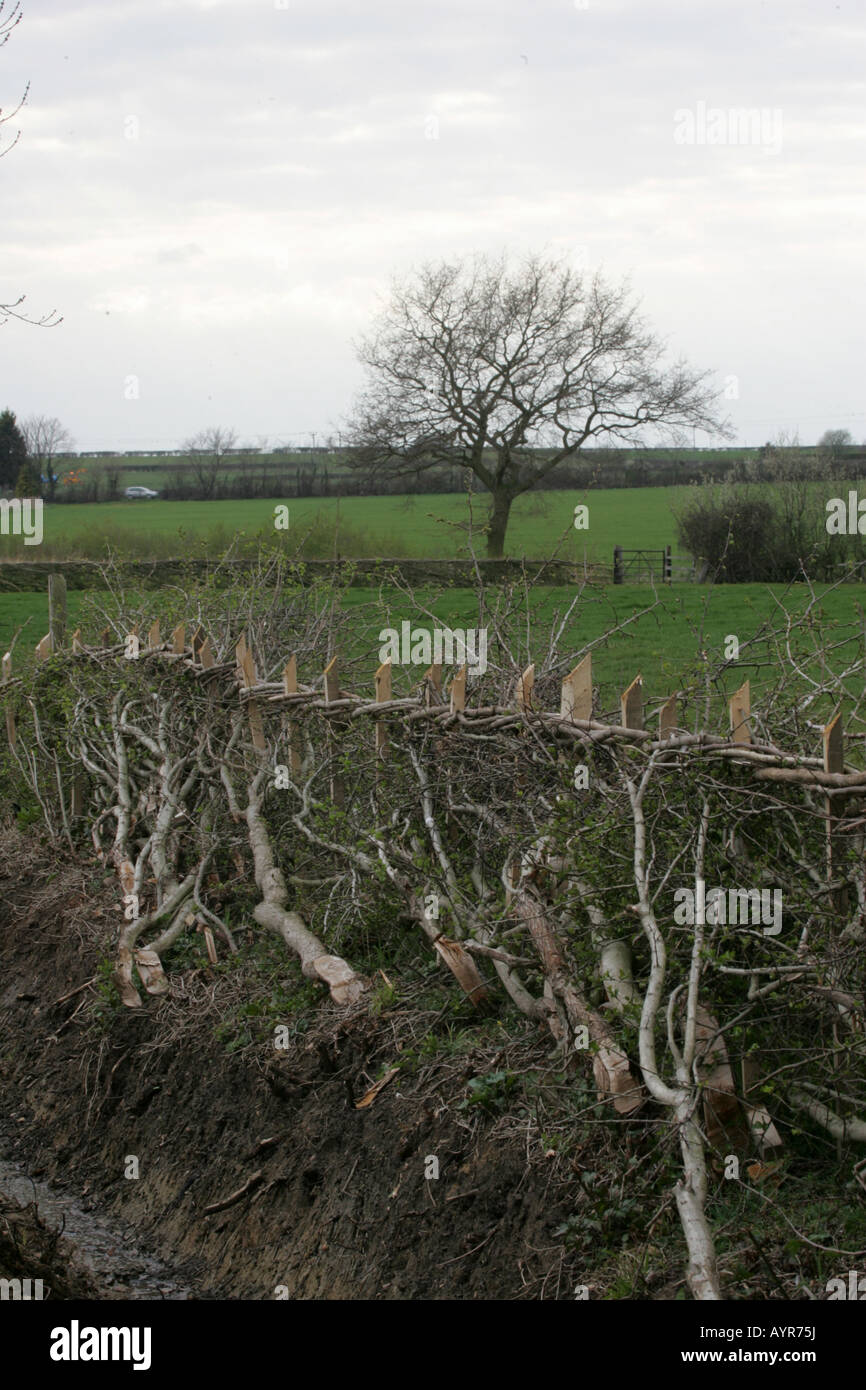 Laid Hedge In Lincolnshire Stock Photo - Alamy