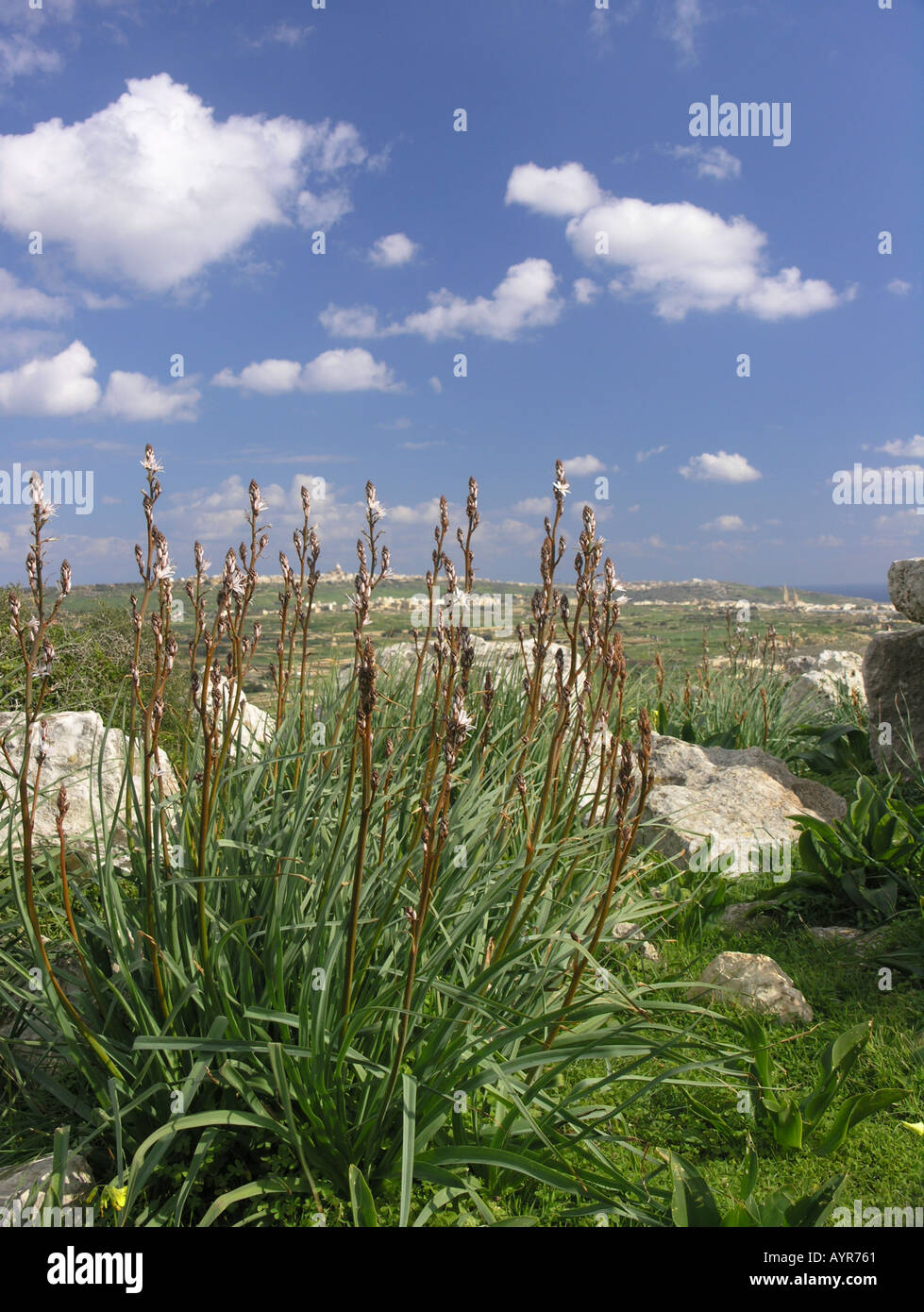Stamens of asphodel hi-res stock photography and images - Alamy