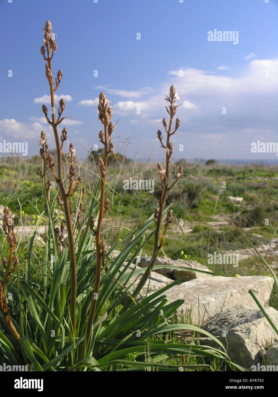 Stamens of asphodel hi-res stock photography and images - Alamy
