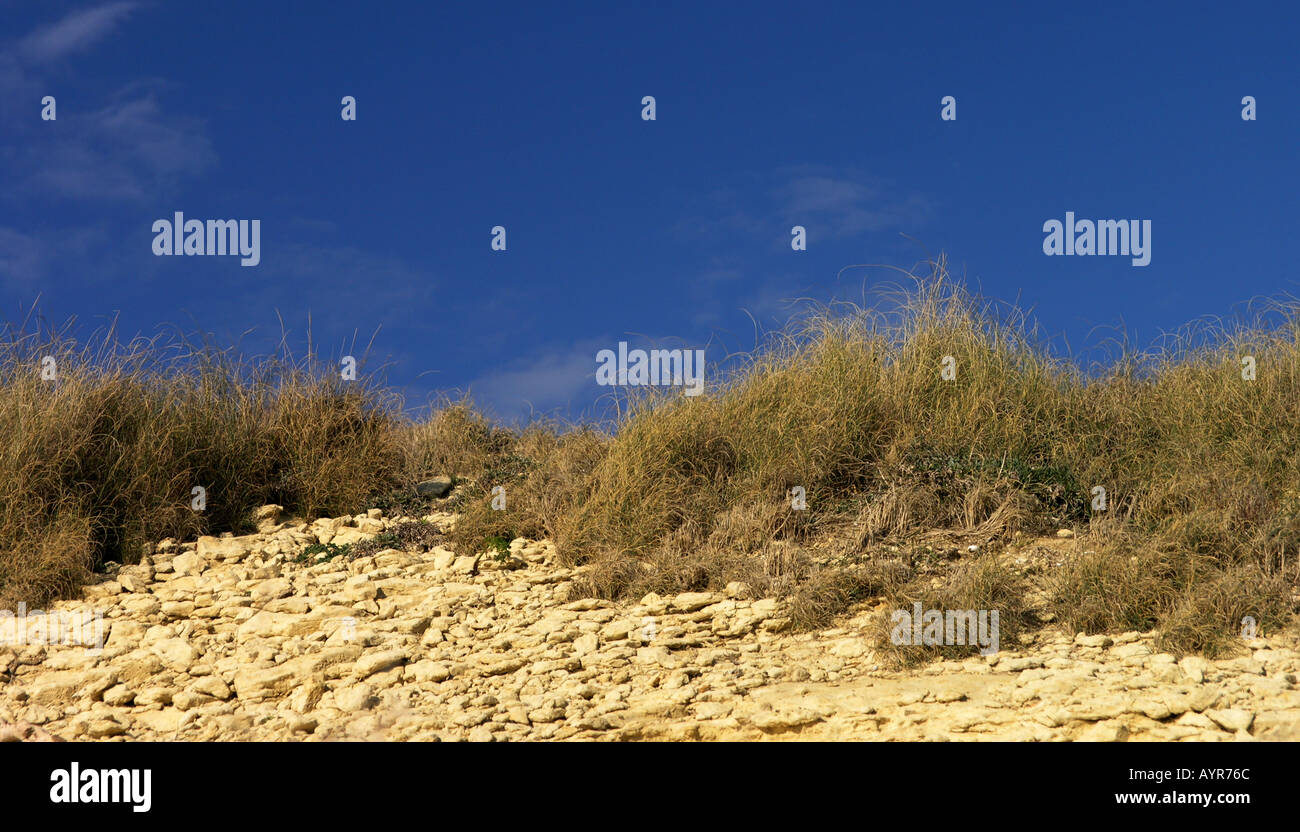 Grasses on a sandy beach Stock Photo - Alamy