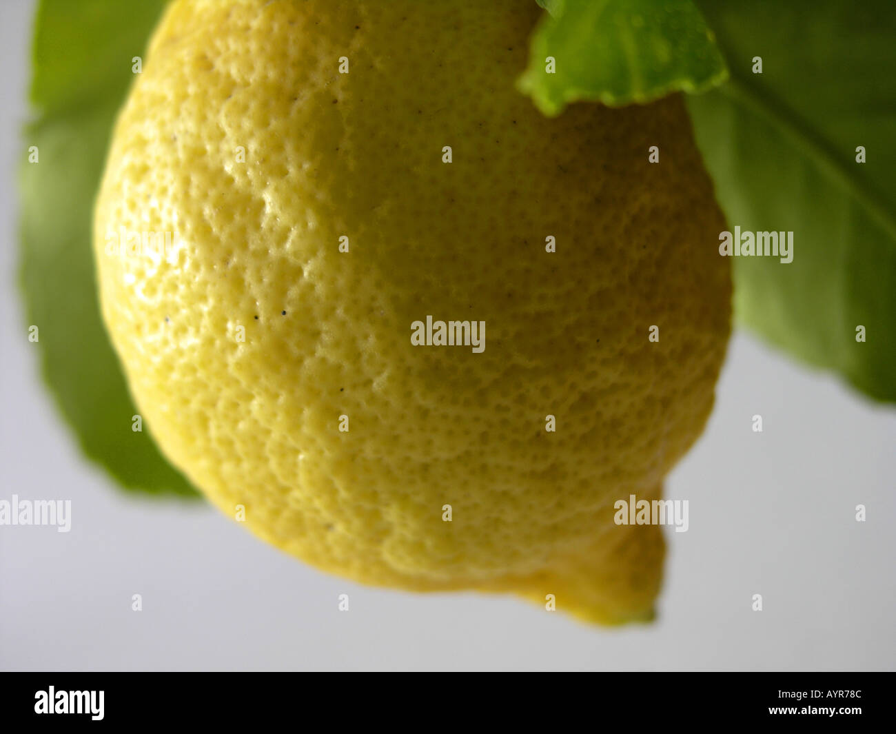 Single lemon on a tree Stock Photo - Alamy