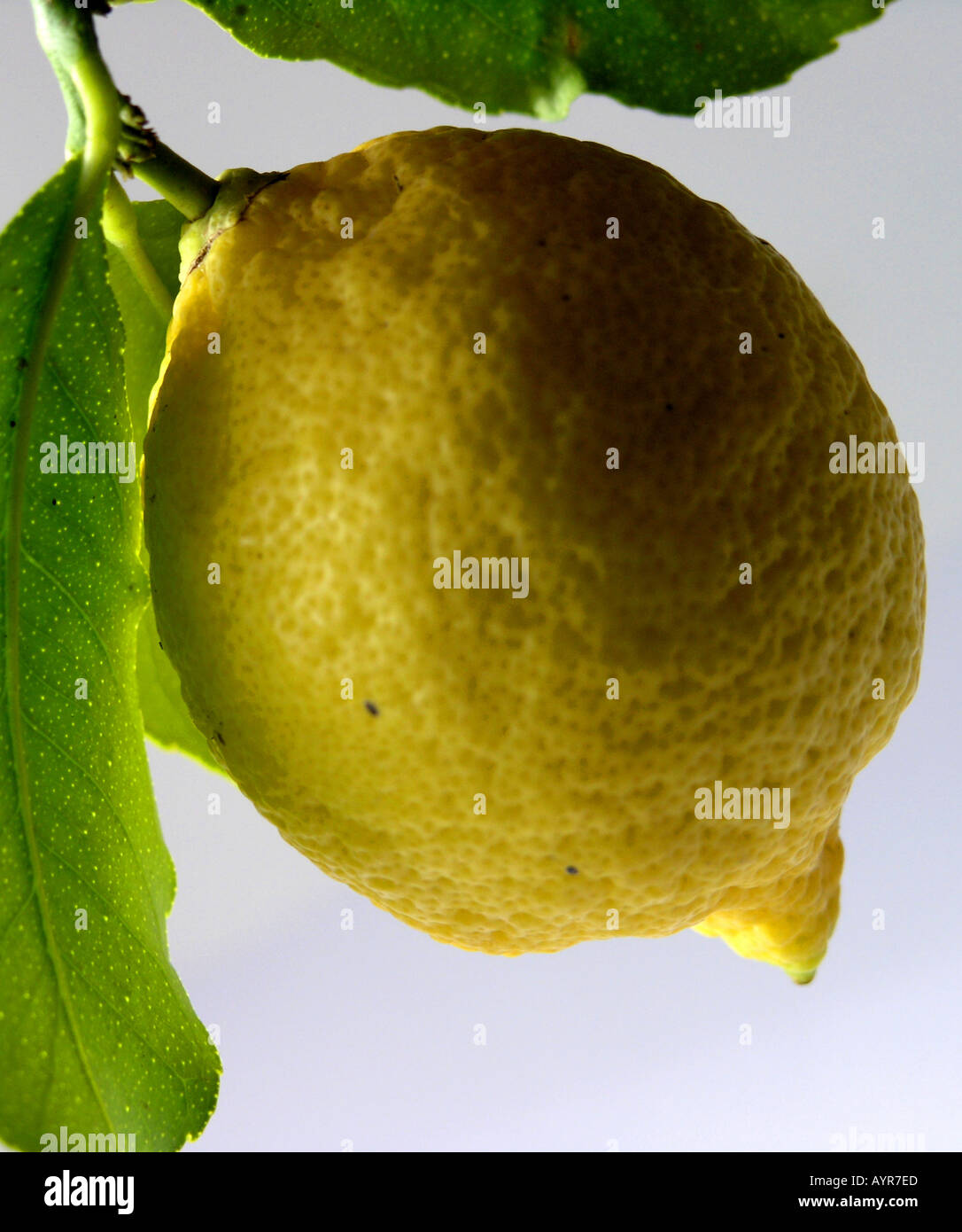 Lemon on tree Stock Photo - Alamy