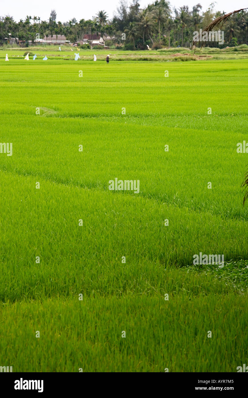 Flat, green rice field Hoi An, Vietnam Stock Photo - Alamy