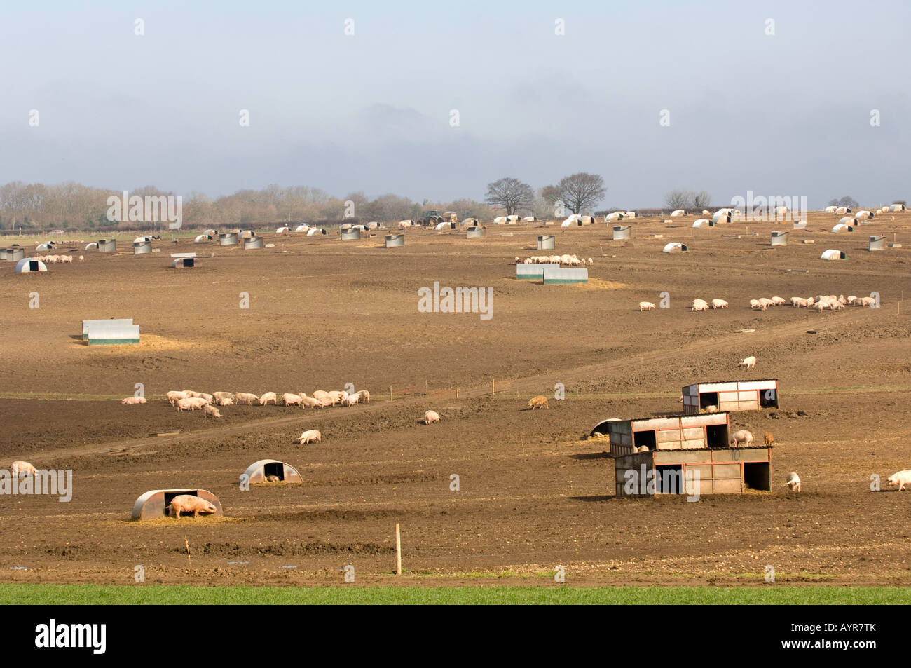 Free range Pig unit with housing for sows and paddocks made from ...