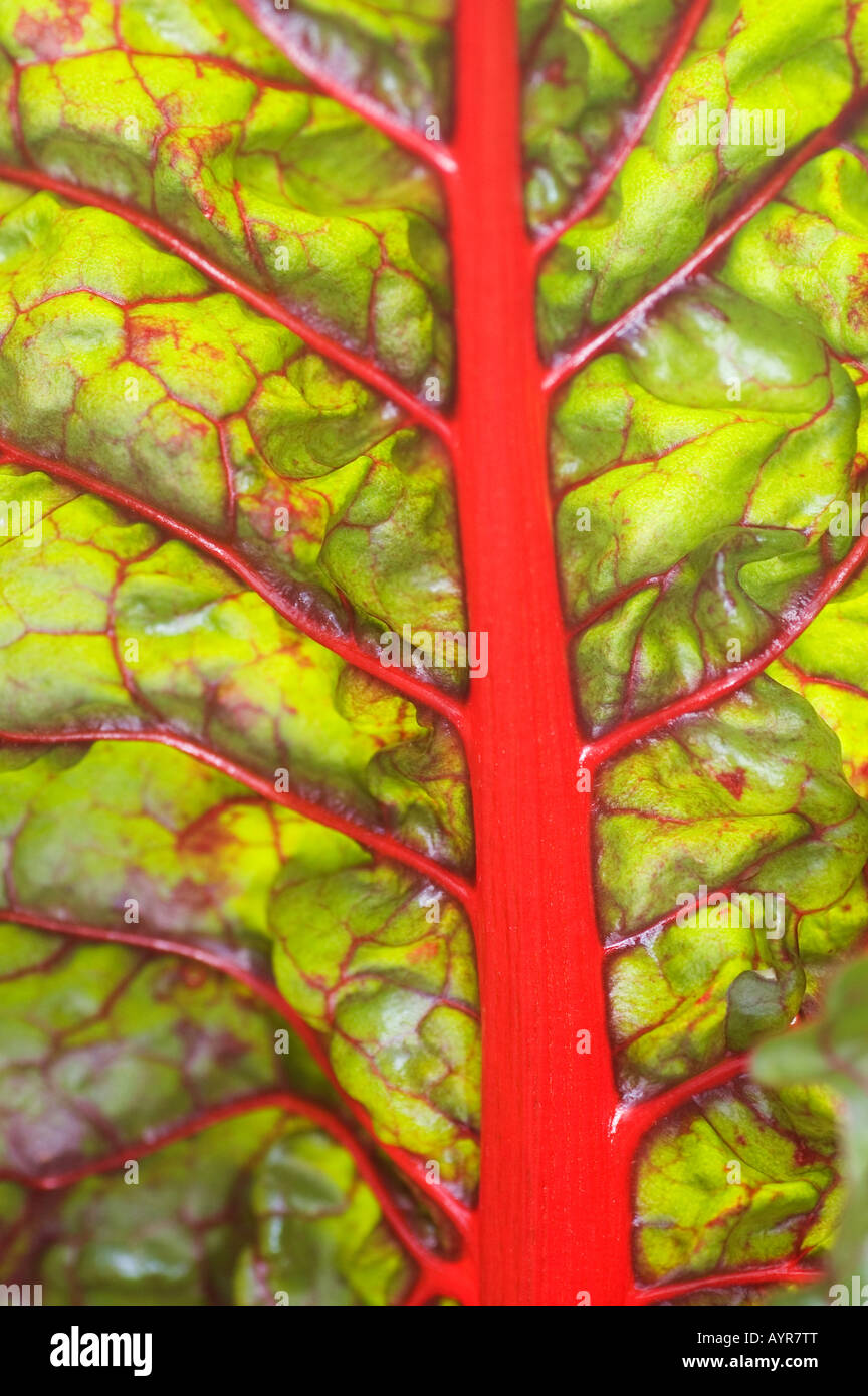 close up of swiss chard Stock Photo - Alamy
