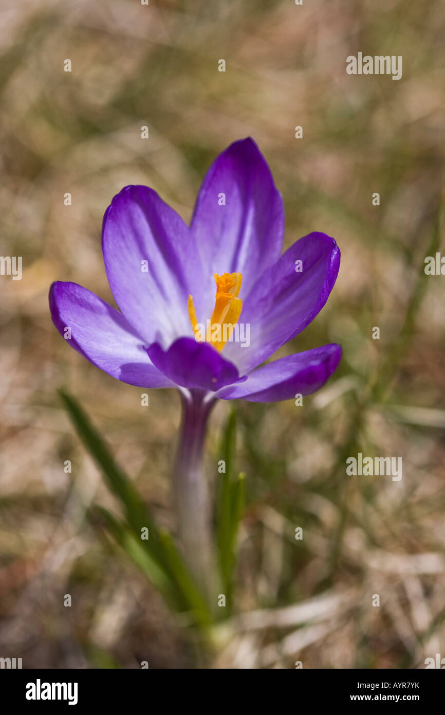 Spring artistic hi-res stock photography and images - Alamy