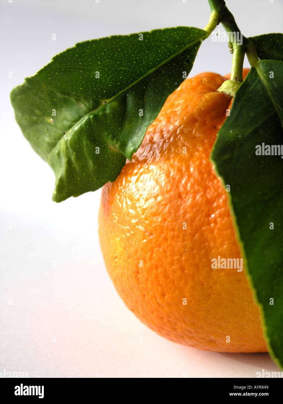 single orange fruit unpeeled with orange leaves Stock Photo - Alamy