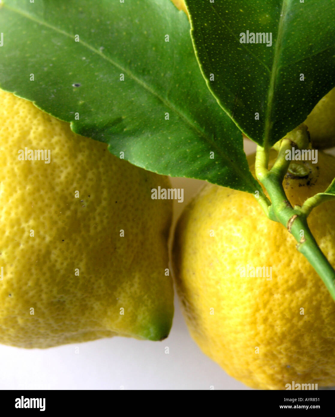 Plump lemons hi-res stock photography and images - Alamy