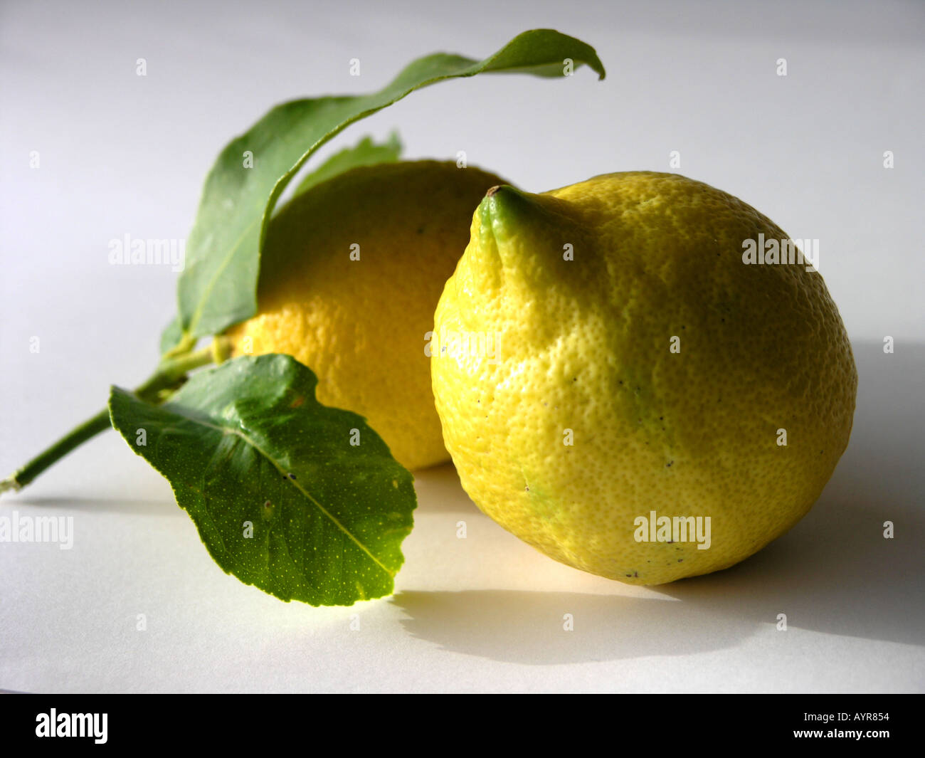 Two whole Lemons and a lemon tree leaf Stock Photo - Alamy