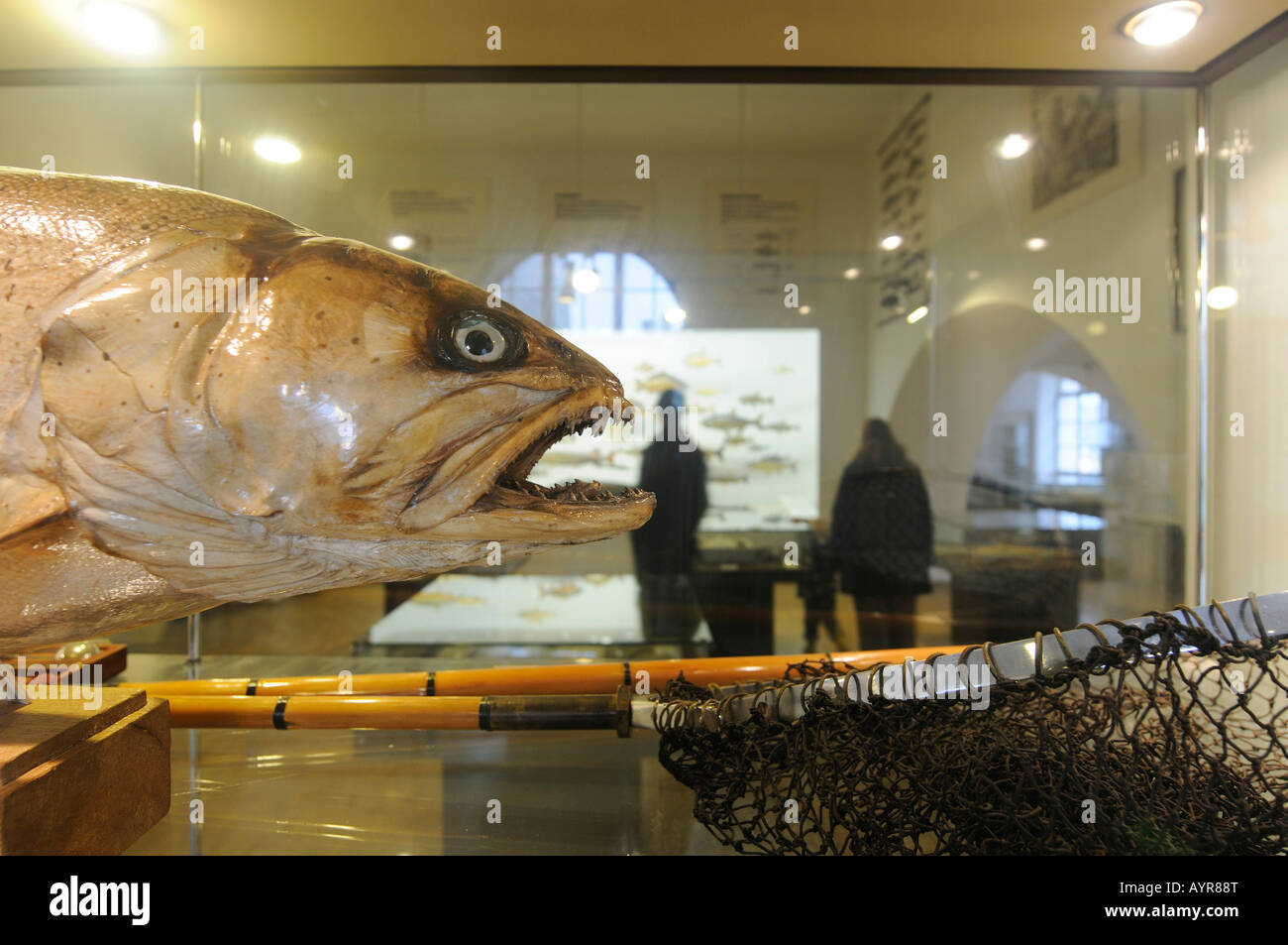 Danube salmon hi-res stock photography and images - Alamy