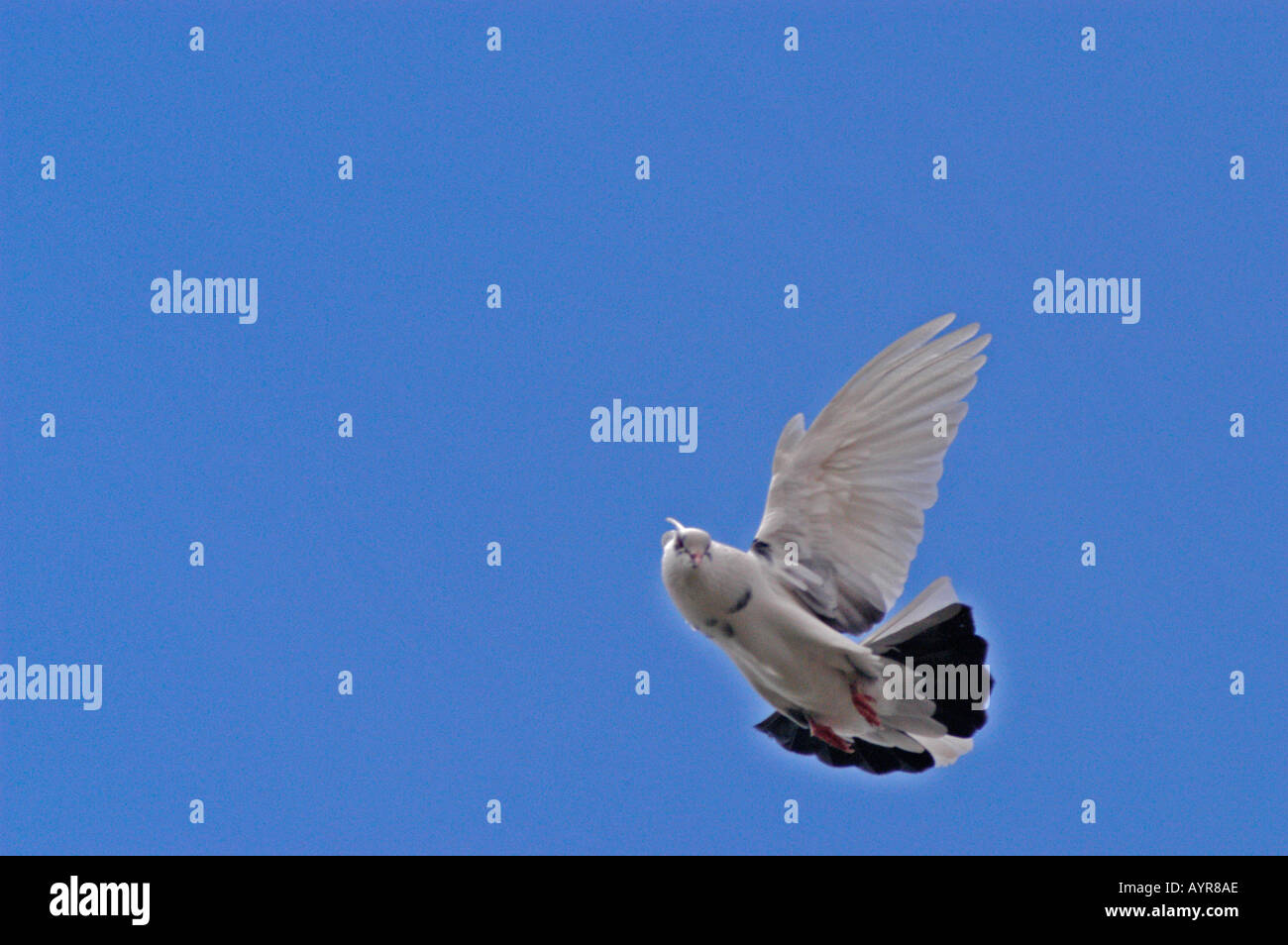 Flying dove looking at camera Stock Photo - Alamy