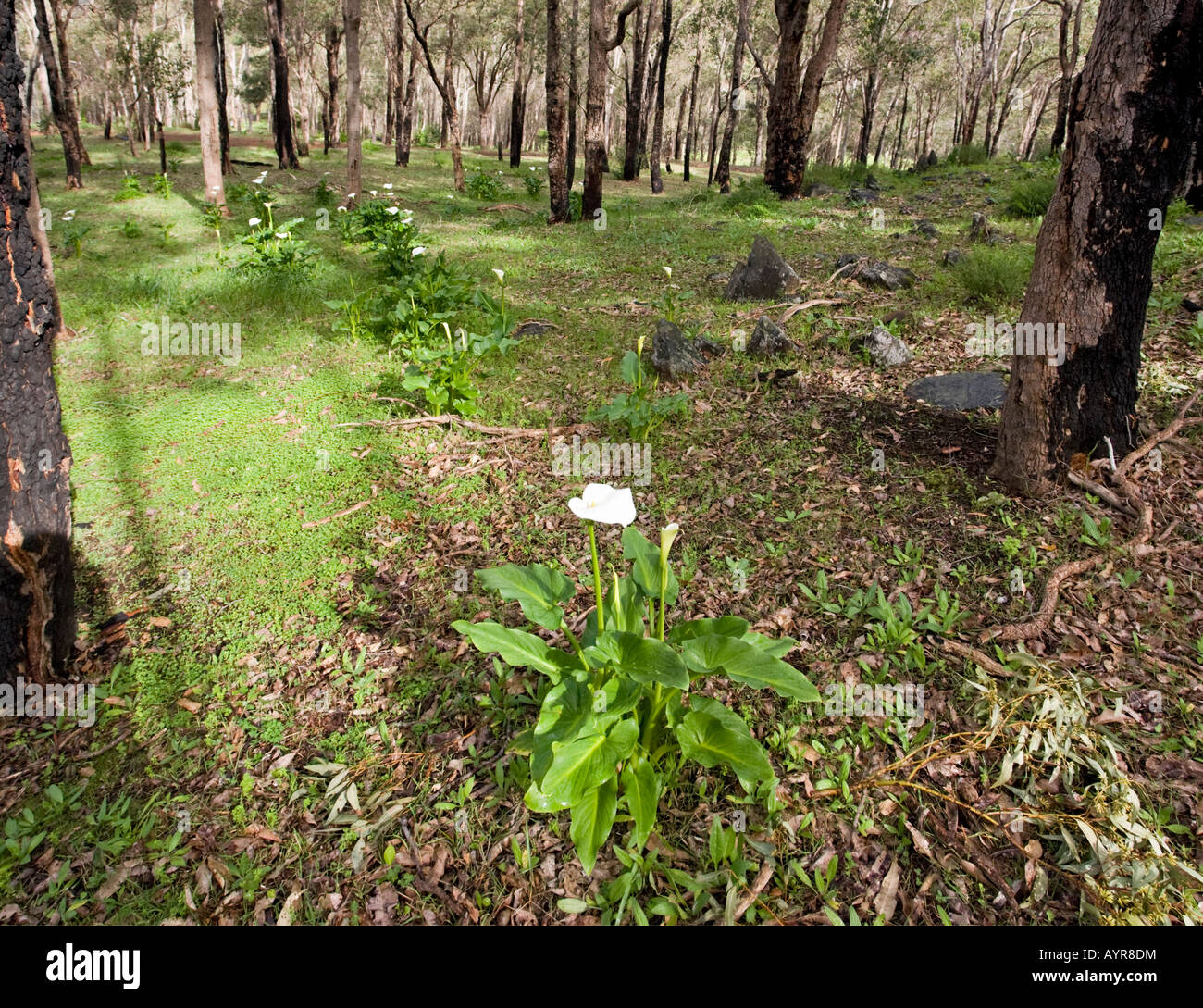 Zantedeschia aethiopica weed invasive hi-res stock photography and ...