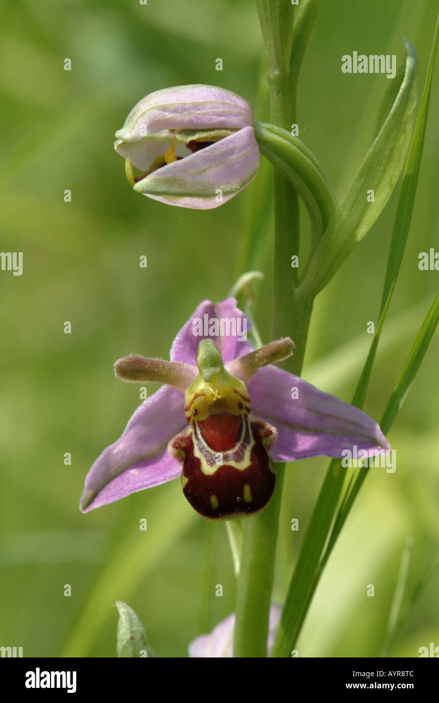 Bee orchid (Ophrys apifera Stock Photo - Alamy