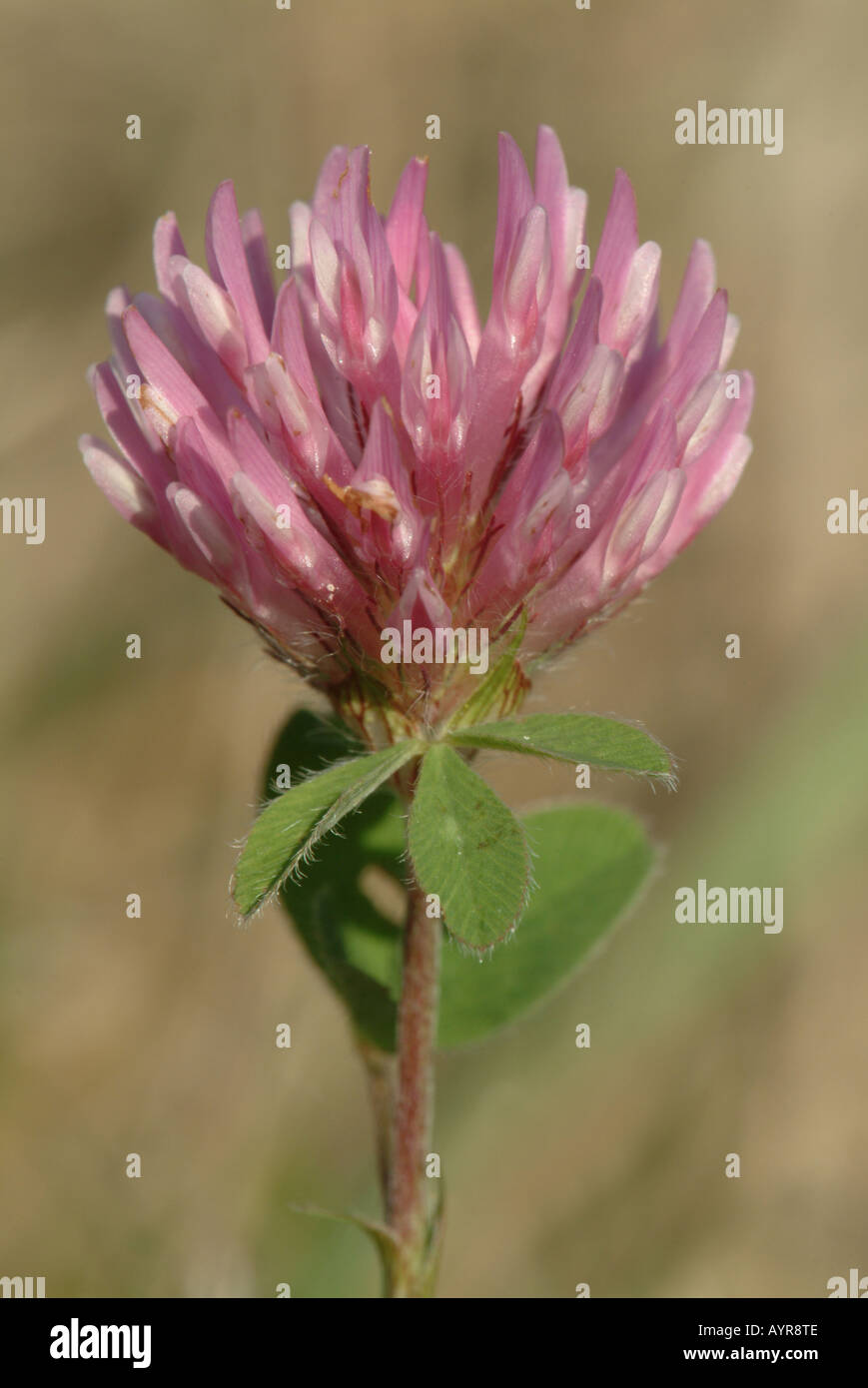 Meadow clover (Trifolium medium Stock Photo - Alamy