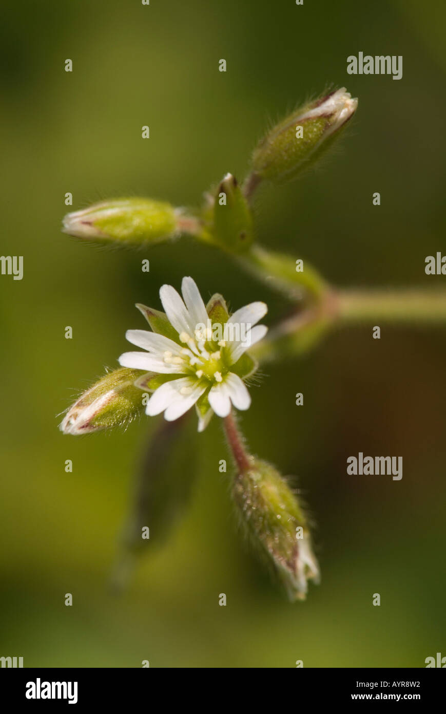 Common mouse-ear (Cerastium fontanum), aka mouse-ear chickweed Stock ...