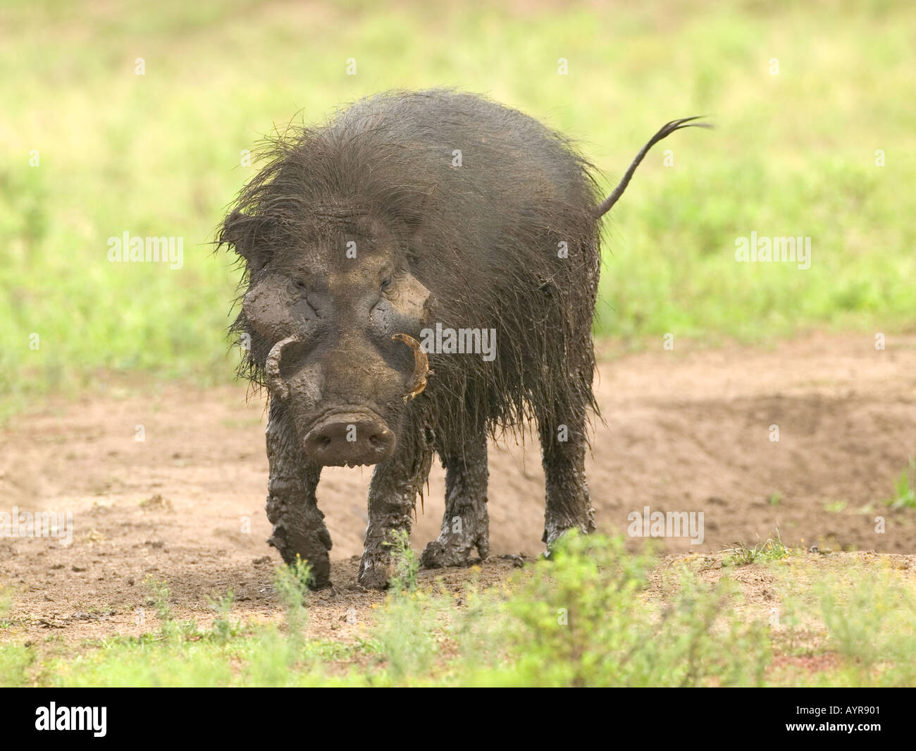 GIANT FOREST HOG Hylochoerus meinertzhageni Stock Photo - Alamy