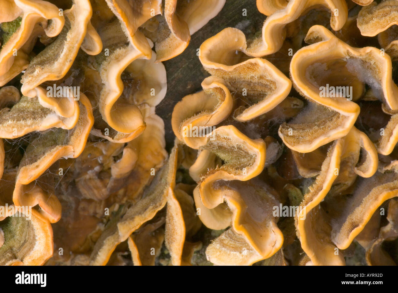 Fingi hi-res stock photography and images - Alamy