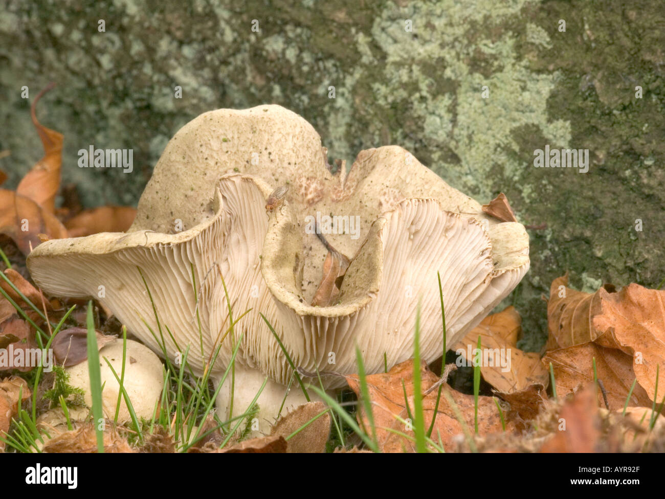 MILKCAP Lactarius sp Stock Photo - Alamy