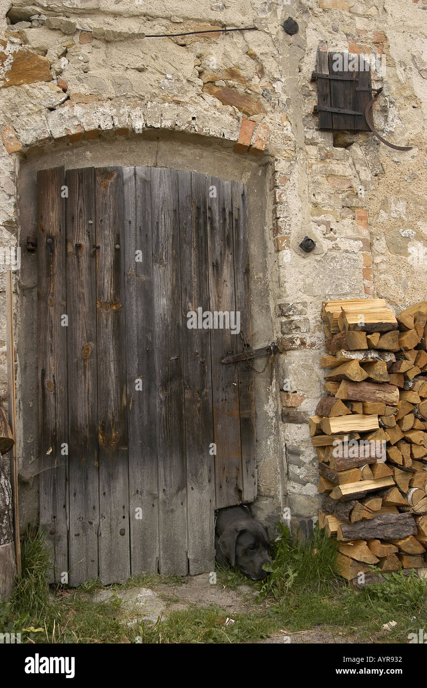 Dog closed in shut Stock Photo - Alamy