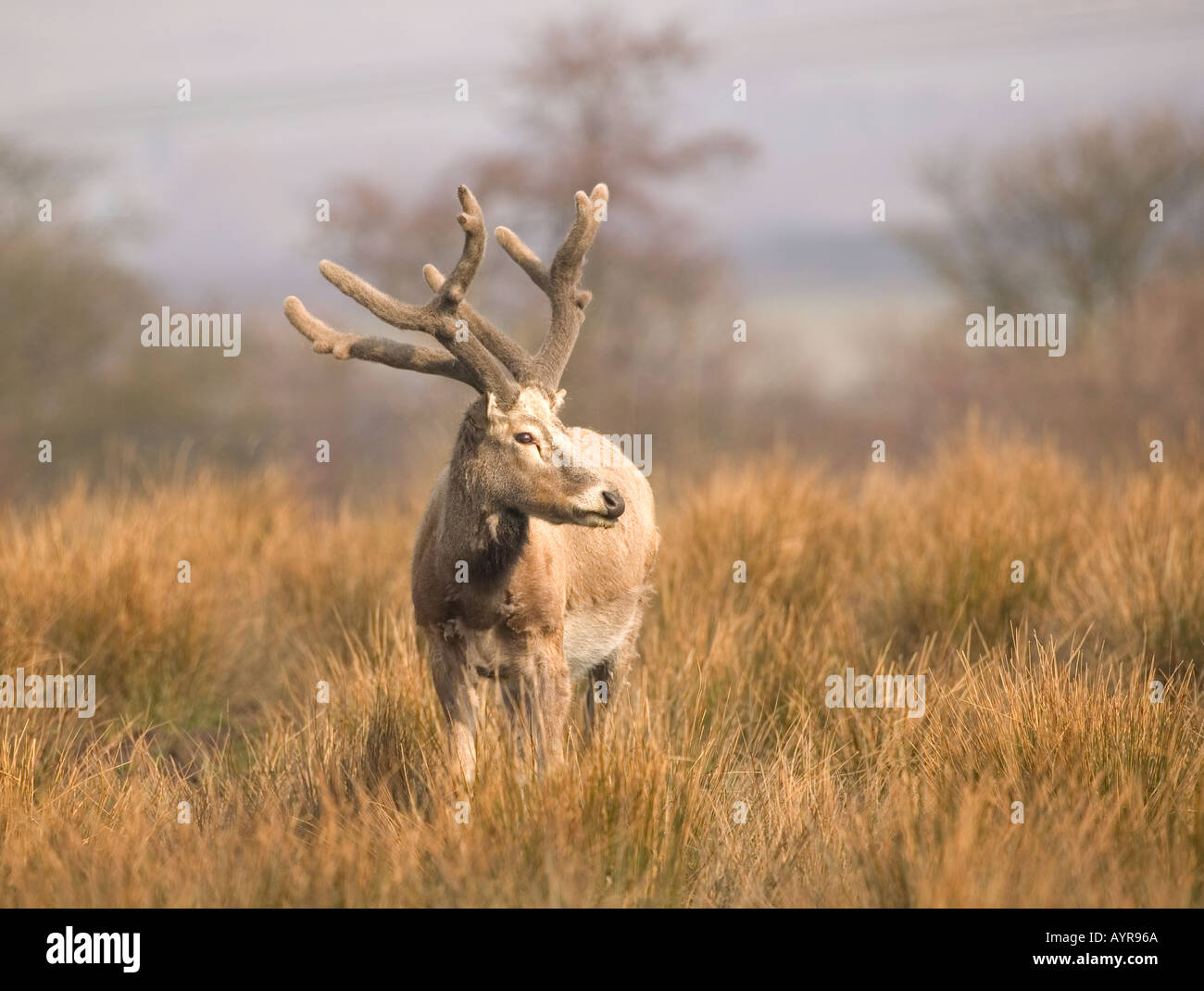 Pere david deer hi-res stock photography and images - Alamy
