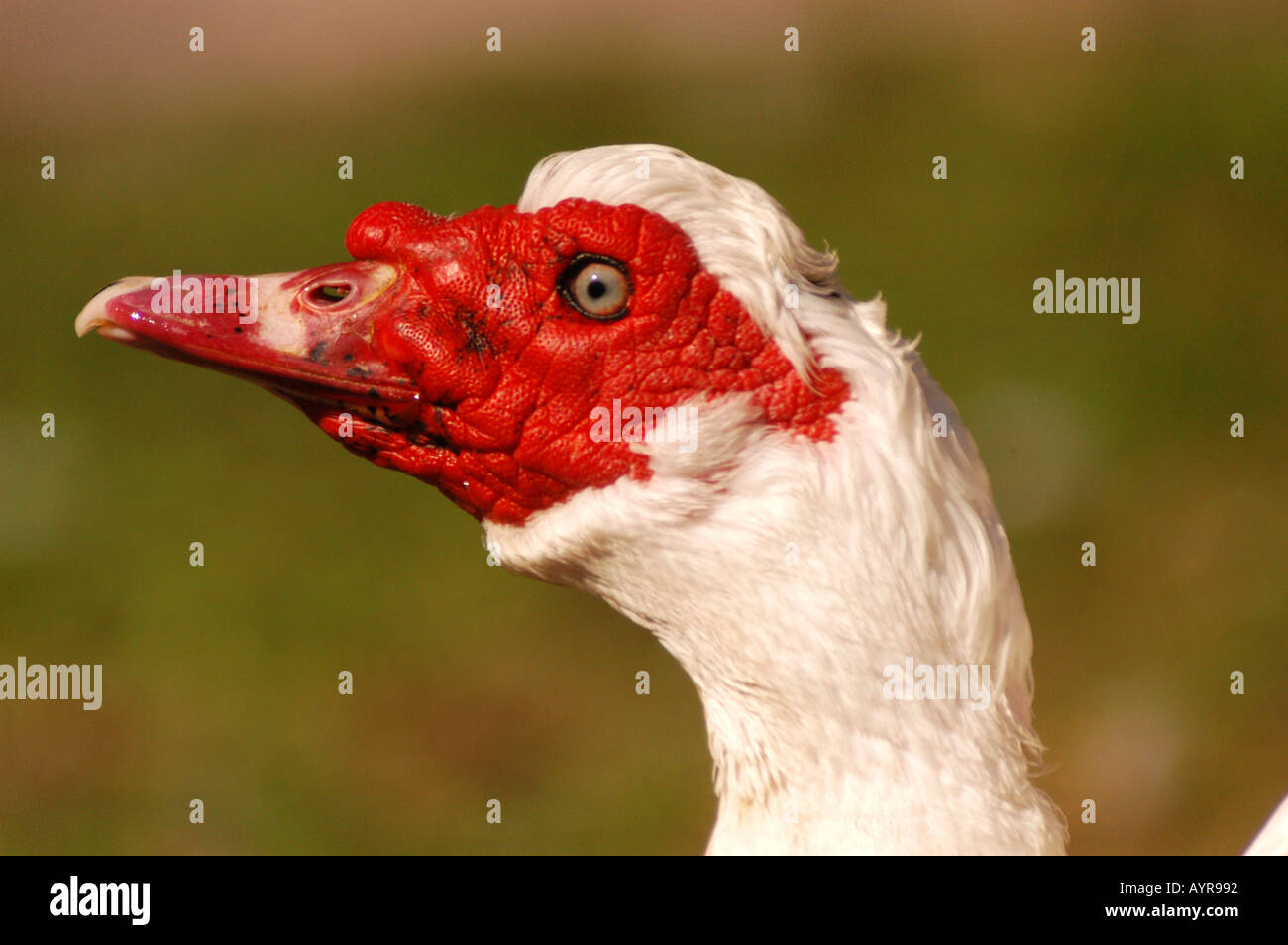 Close-up profile of a white Duck with distinctive red caruncles on its ...