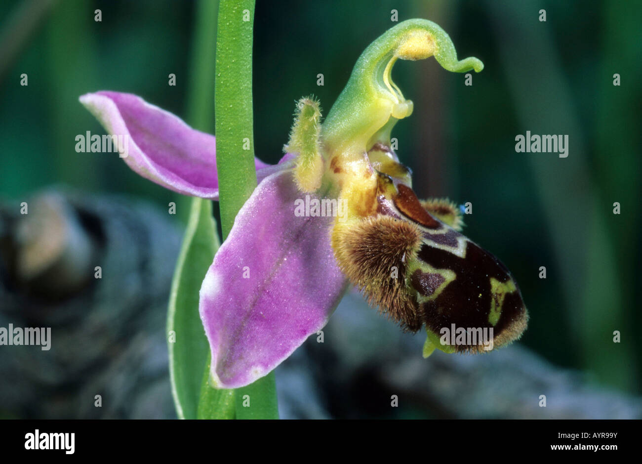 Orchid ophrys apifera hi-res stock photography and images - Alamy