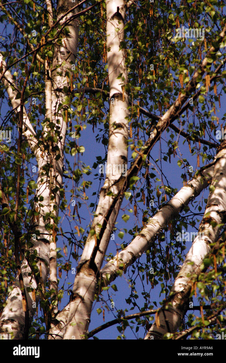 White branches of birch tree Betula Pendula Stock Photo - Alamy