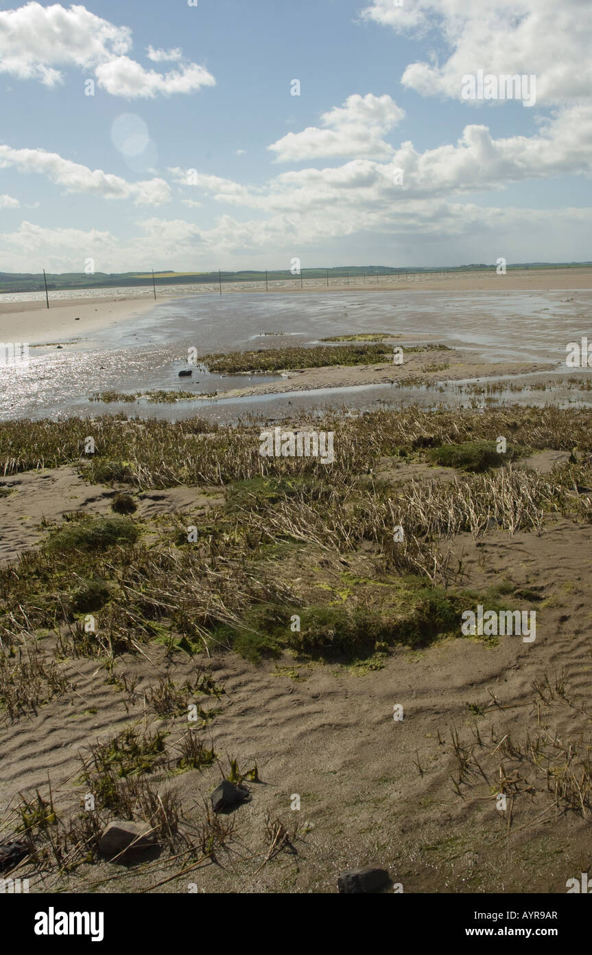 Tidal water on beach across to Lindisfarne Stock Photo - Alamy