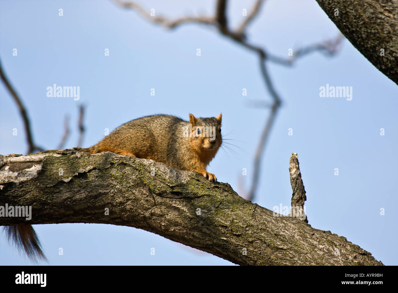 A squirrel walking on tree branch on tree hi-res Stock Photo - Alamy