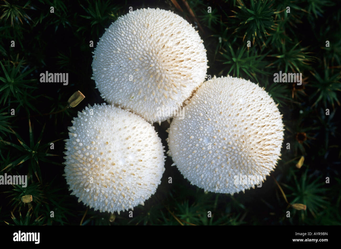 Devils snuff box hi-res stock photography and images - Alamy