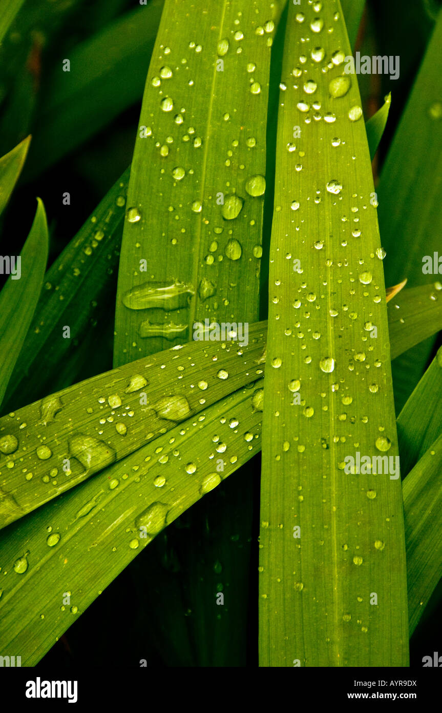 Dew moisture spiky green leaves fresh Stock Photo - Alamy