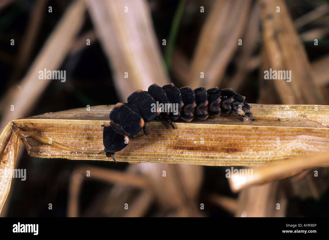 Common Glow-worm (Lampyris noctiluca), female Stock Photo - Alamy