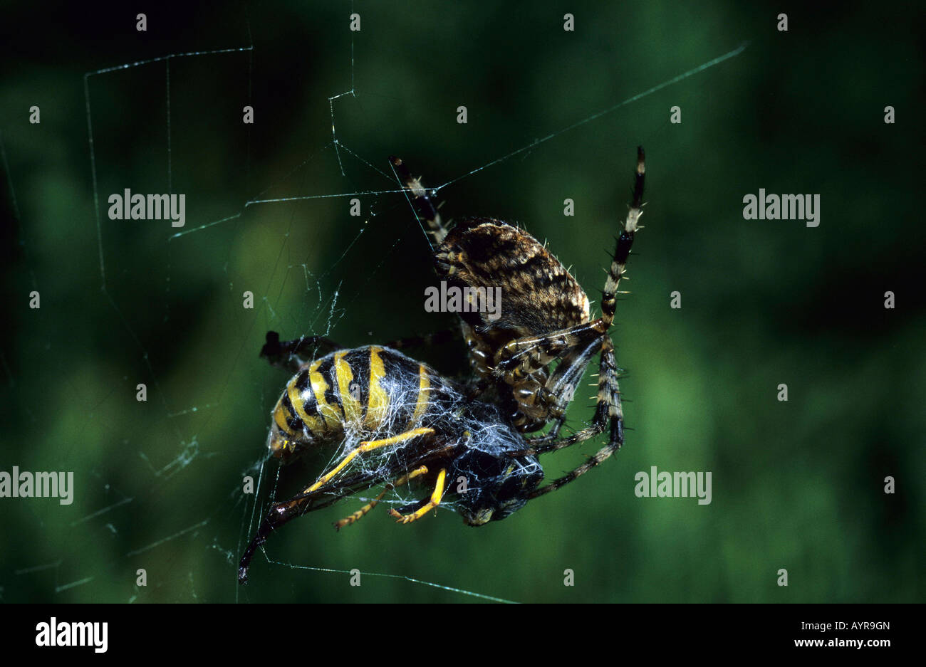 Female European Garden Spider (Araneus diadematus) with wasp prey Stock ...
