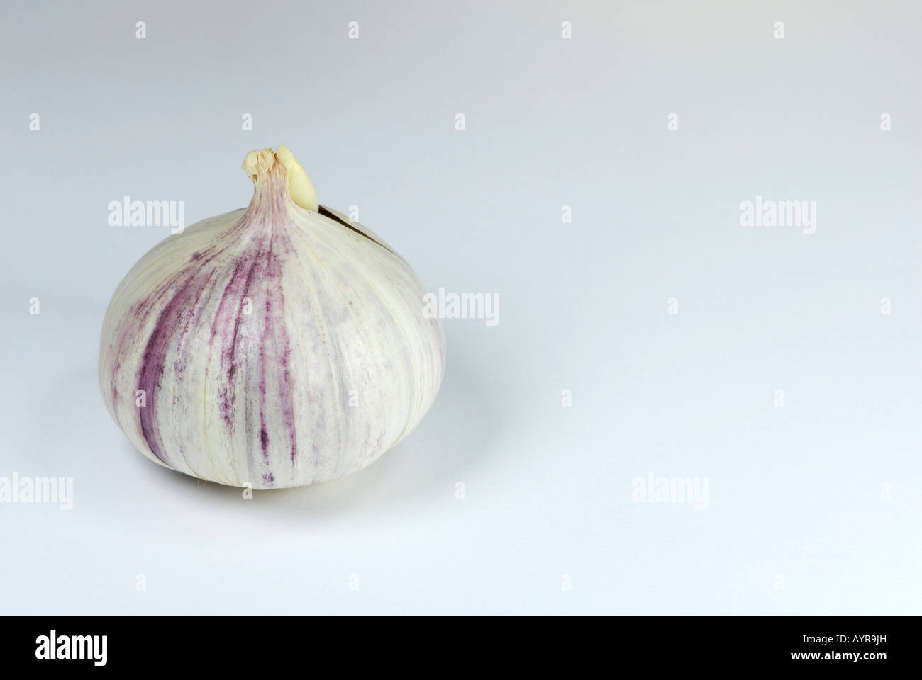 Allium sativum plant plants hi-res stock photography and images - Alamy