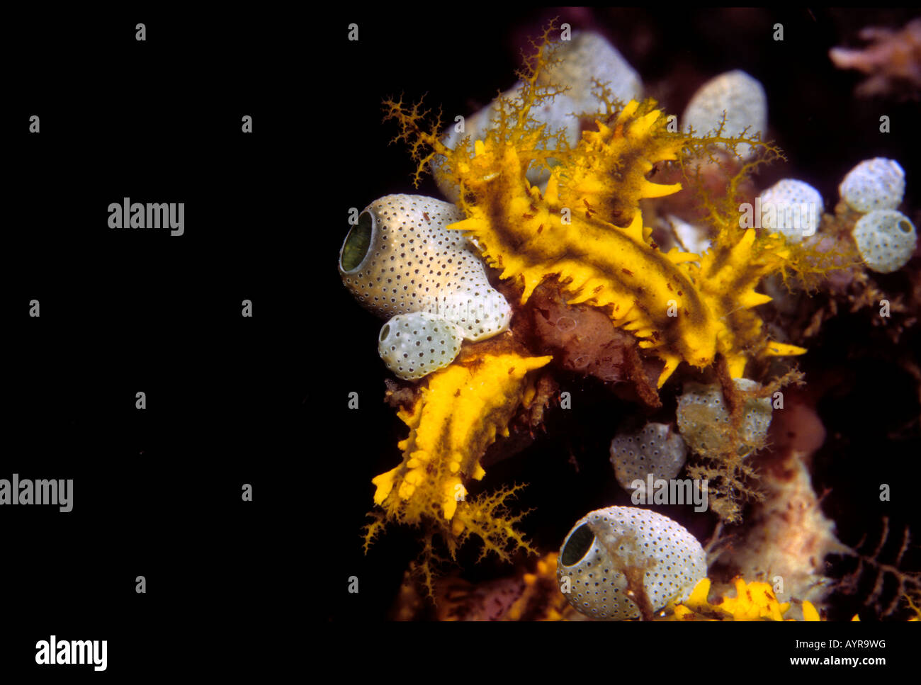 Yellow Sea Cucumber (Clochirus robustus), Philippines Stock Photo - Alamy