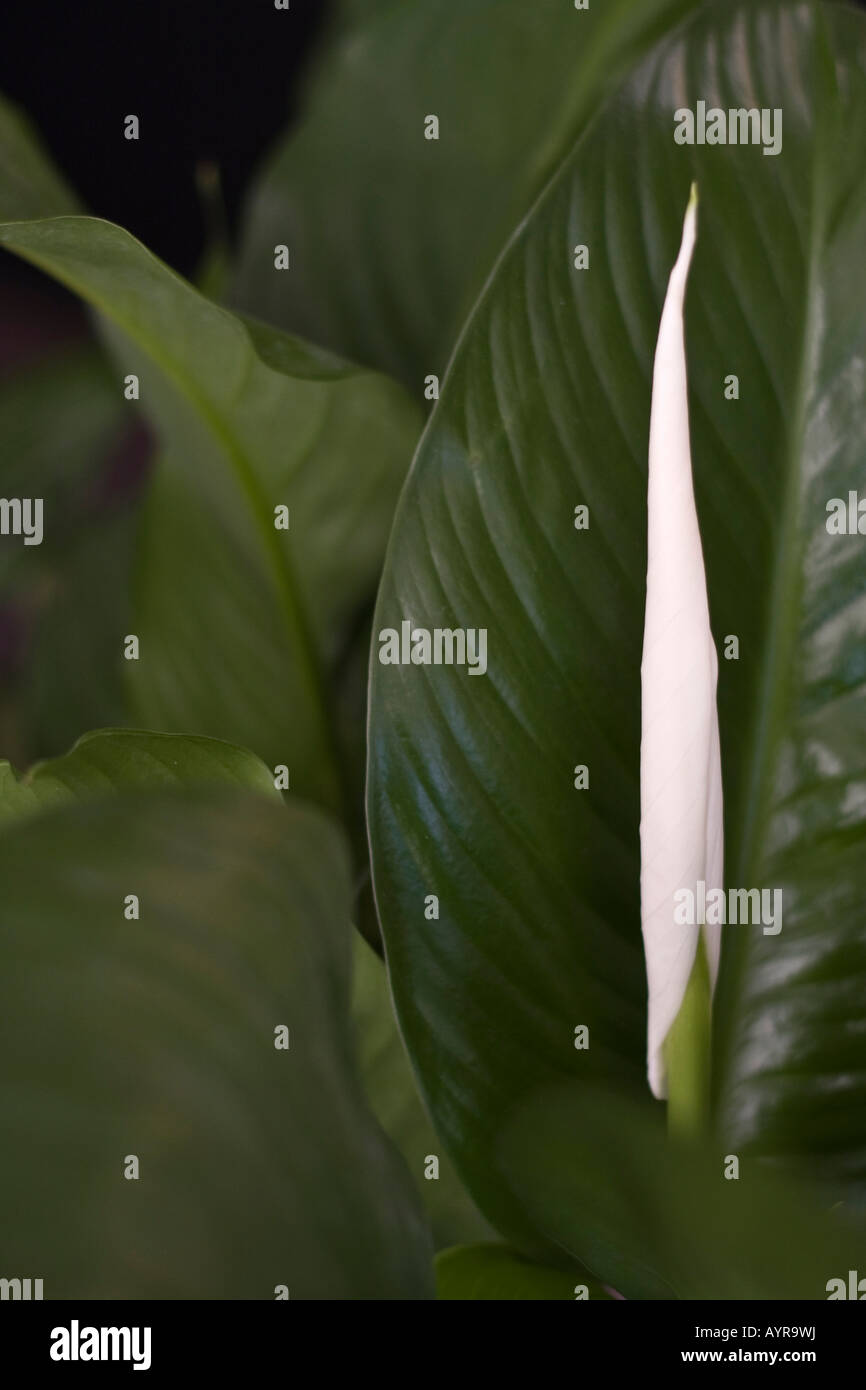 Wallpapers wallflower hi-res stock photography and images - Alamy