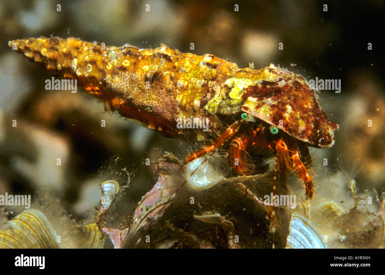 Mediterranean Hermit Crab (Dardanus arrosor Stock Photo - Alamy