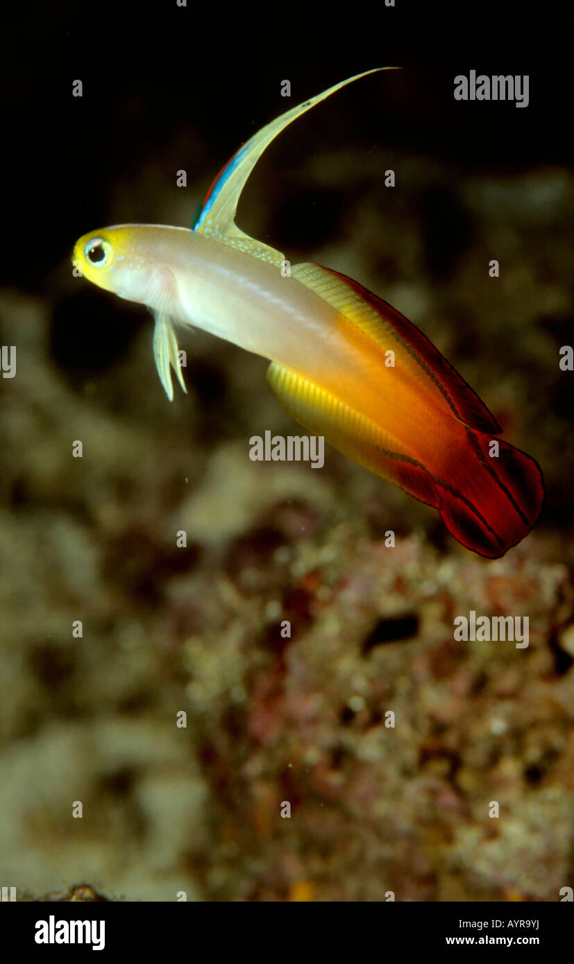 Red Fire Goby (Nemateleotris magnifica), Philippines Stock Photo - Alamy