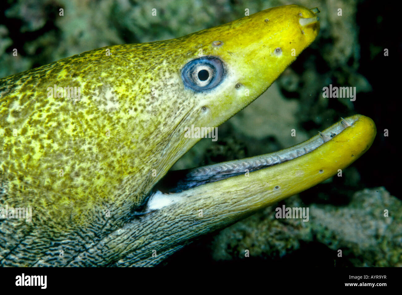 Undulated Moray Eel or Leopard Moray (Gymnothorax undulatus), Red Sea ...