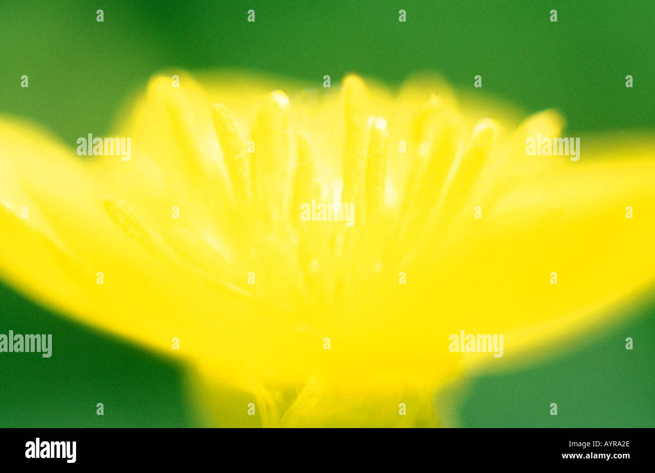 Golden meadow butter hi-res stock photography and images - Alamy