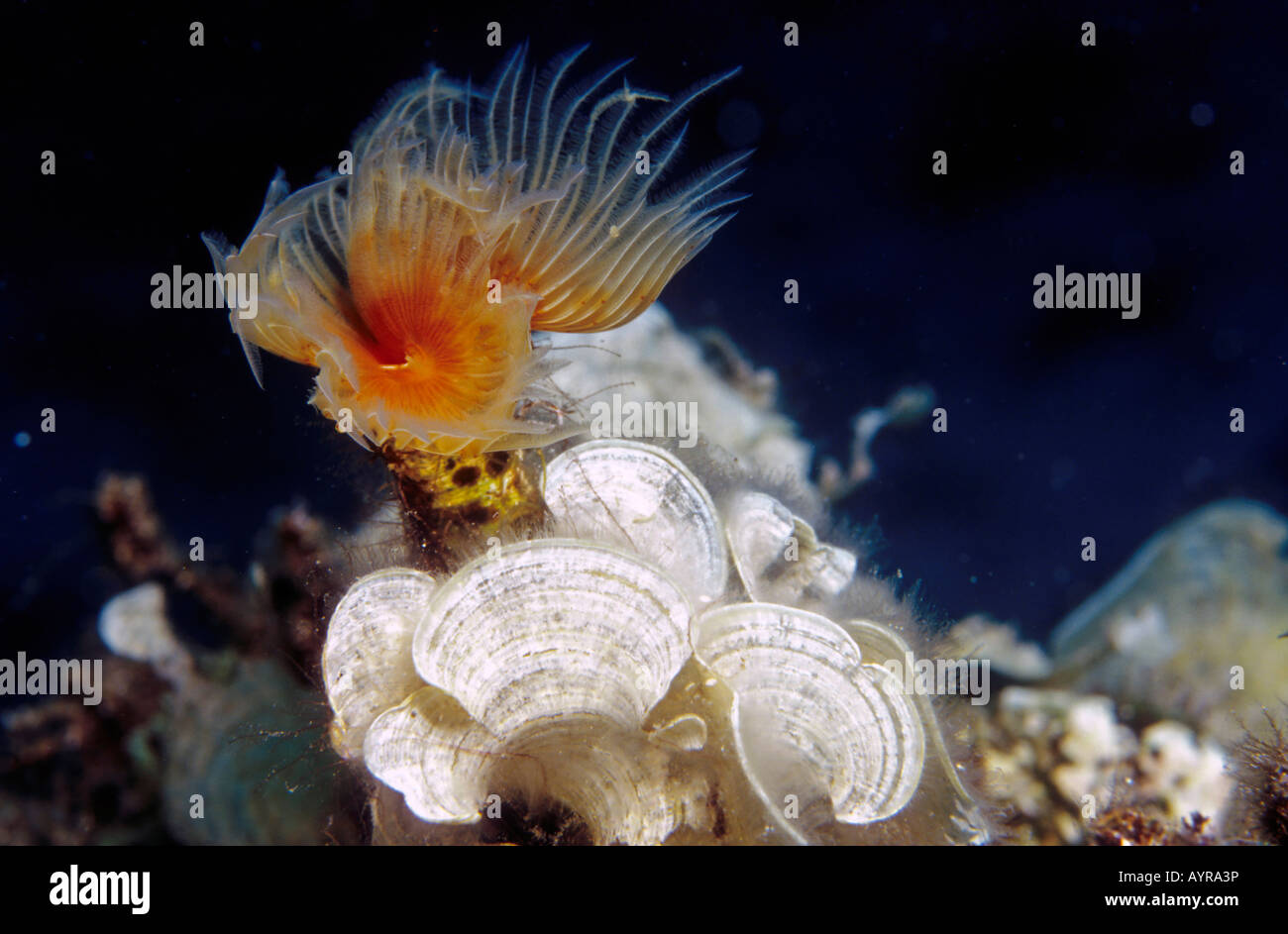 Red tube worms hi-res stock photography and images - Alamy