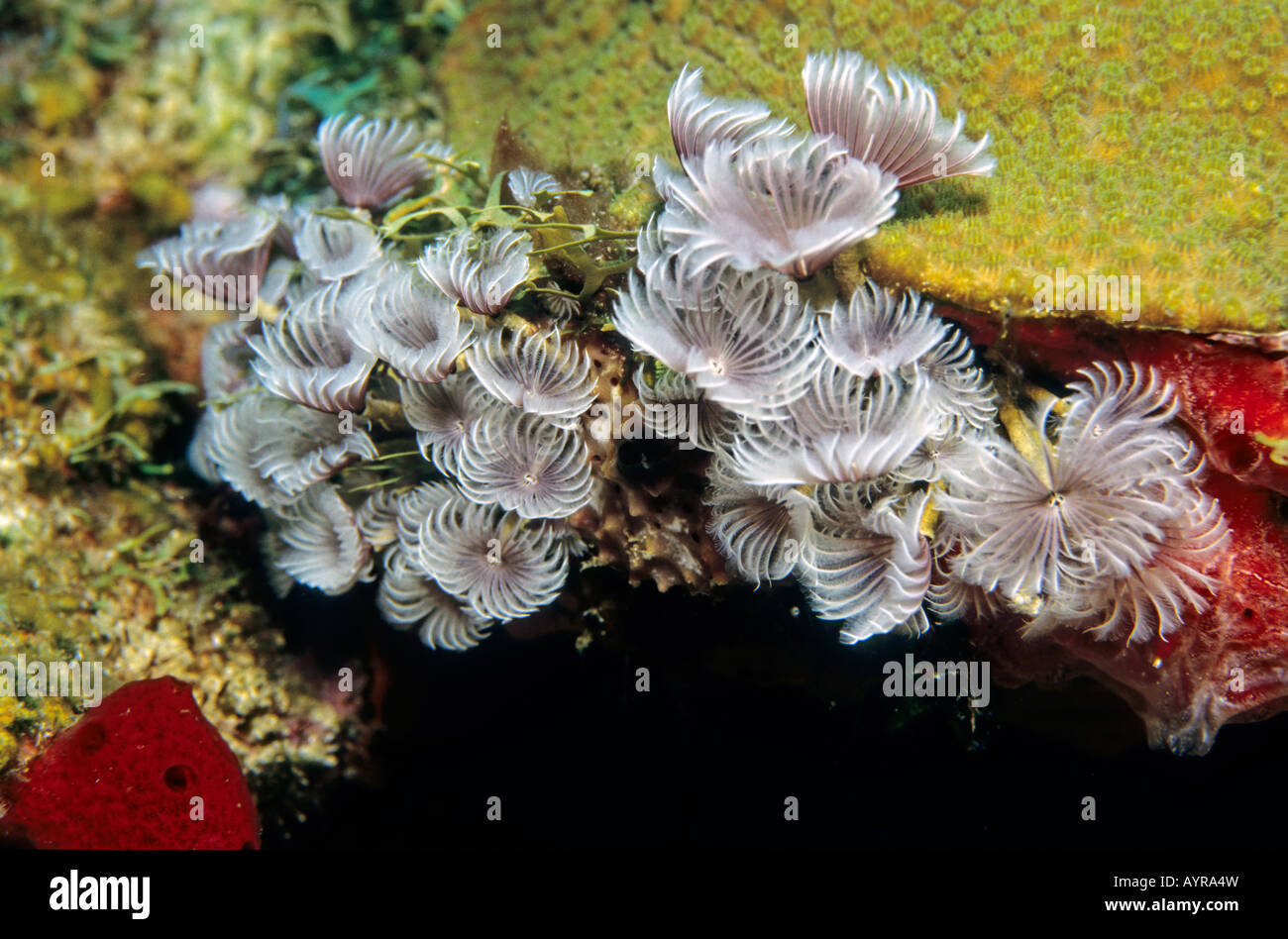 Red tube worm hi-res stock photography and images - Alamy