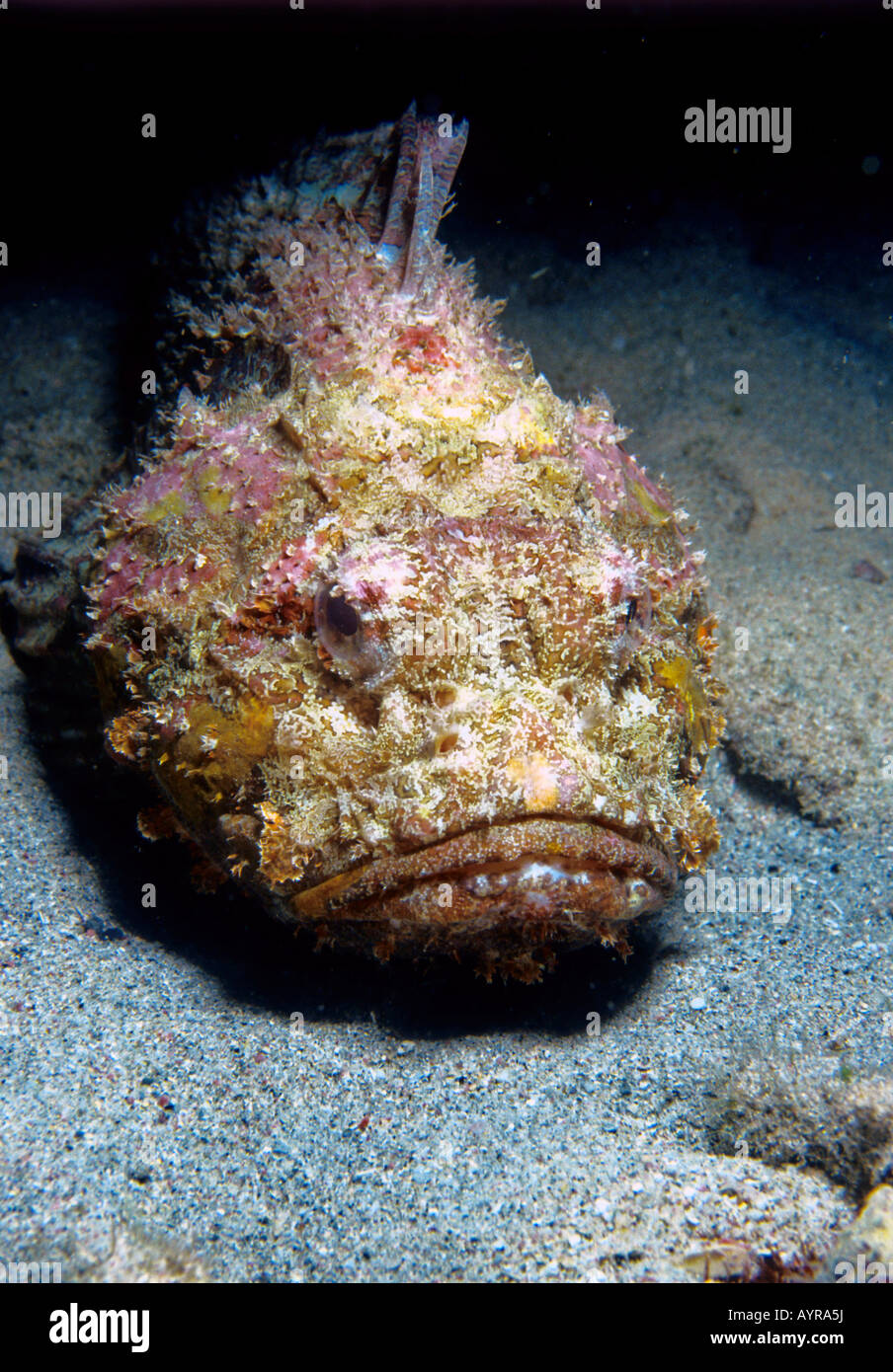 Bearded scorpionfish hi-res stock photography and images - Alamy