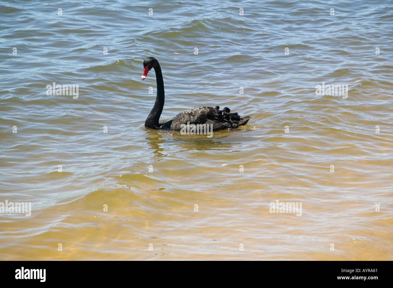 Black swan on the River Swan, Perth, Western Australia Stock Photo - Alamy