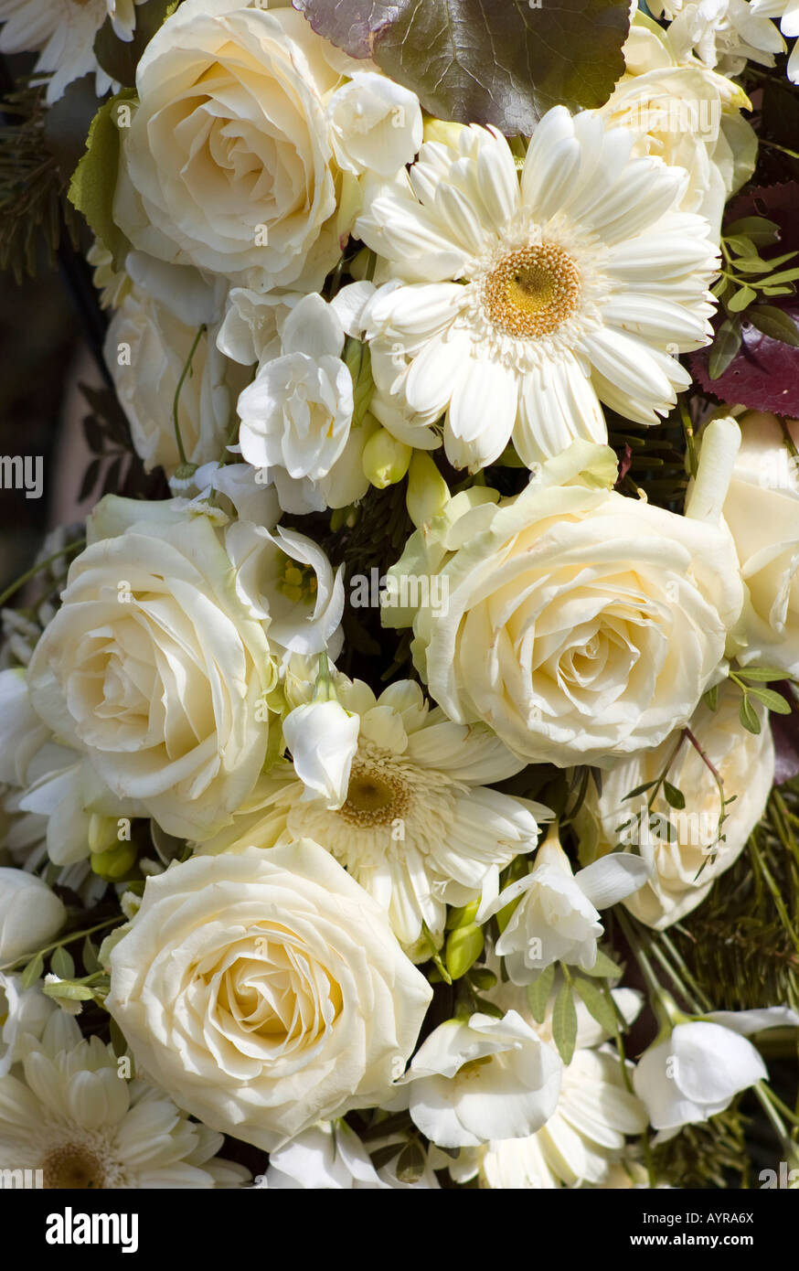 Gerber blumen hi-res stock photography and images - Alamy