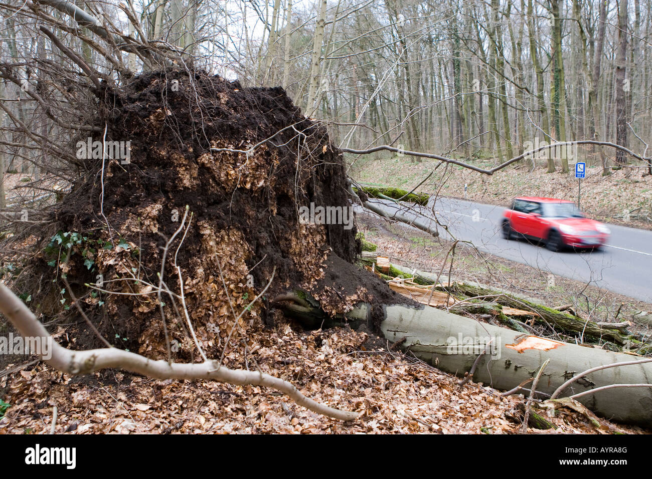 Fallen tree on the side of a road, damage after a storm in Hesse ...