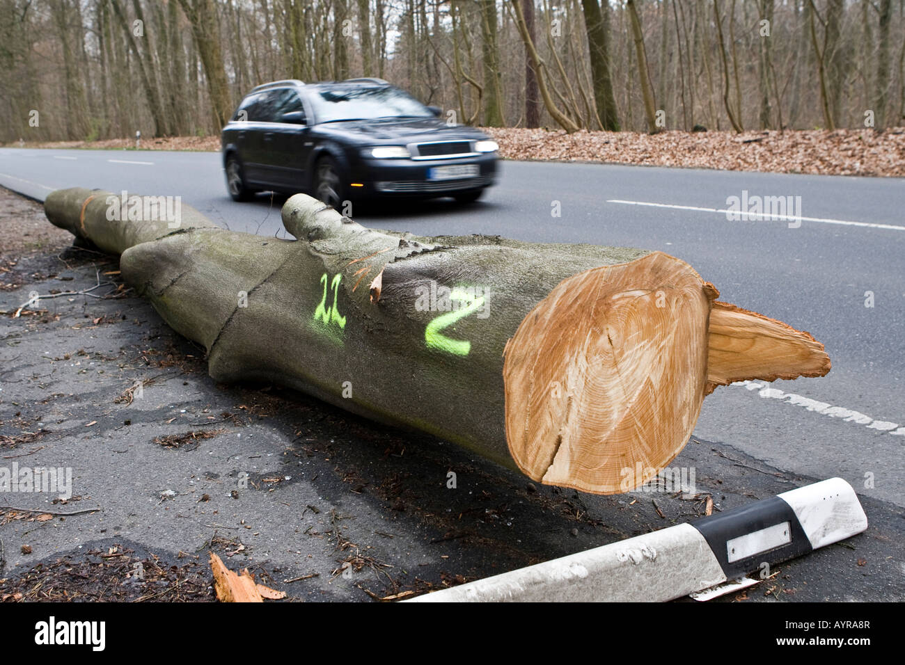 Cutting trees roadside hi-res stock photography and images - Alamy