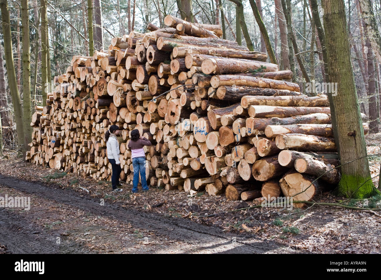 Children standing in front of a large pile of logs, trees cut down ...