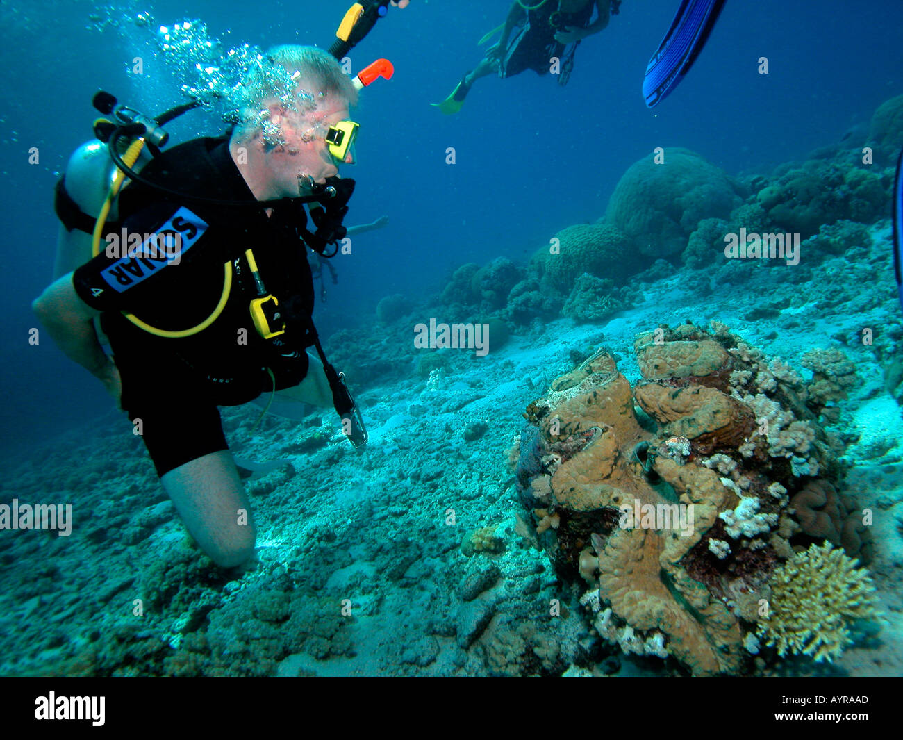 Scuba diver looking at Ocean Coral marine life Stock Photo - Alamy